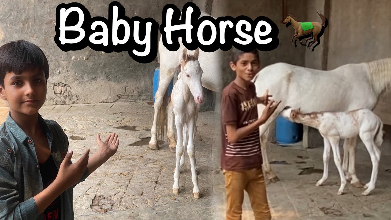 Ghori na bacha da diya 😍🐎| TS Pet House ma baby horse a gya - YouTube