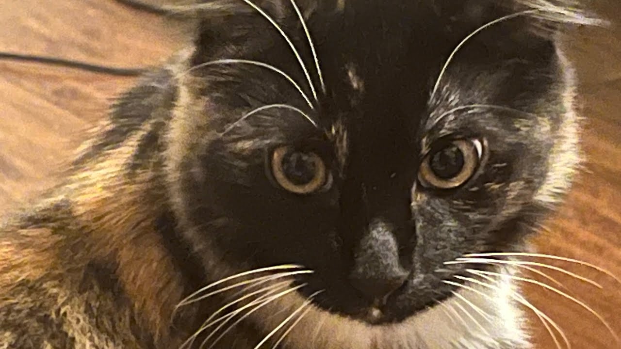 Cat Photobombs Smash Bros Video #cat #supersmashbros - YouTube