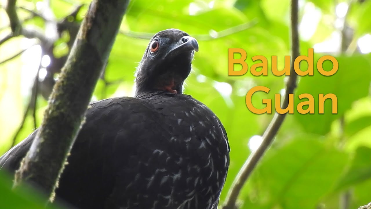Baudo Guan: Forest Ambassador - YouTube