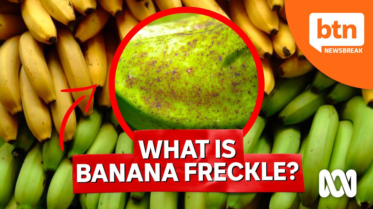 What is Banana Freckle Disease? - YouTube