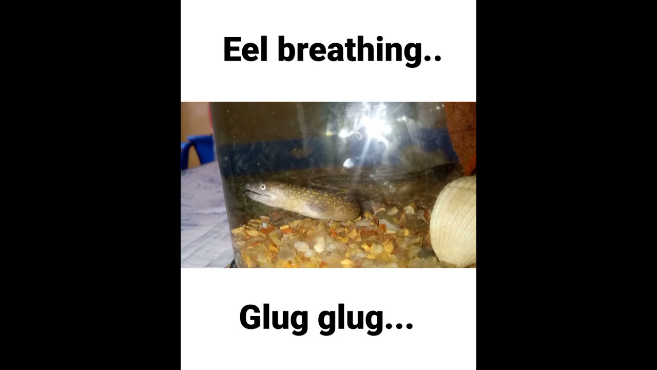 Eel feel.. funny and weird.. seafood catch... - YouTube