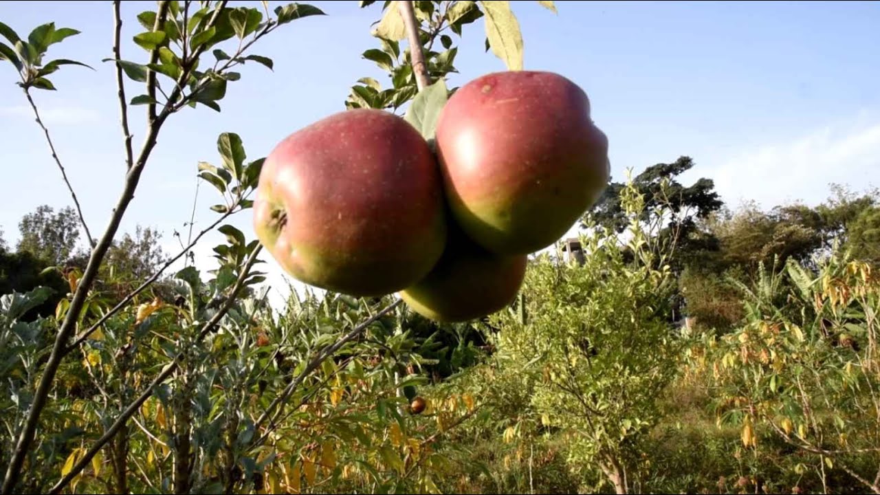 BLOSSOMING EDEN: Peter Melonye ,a Farmer Cultivating Eden in Kenya's ...