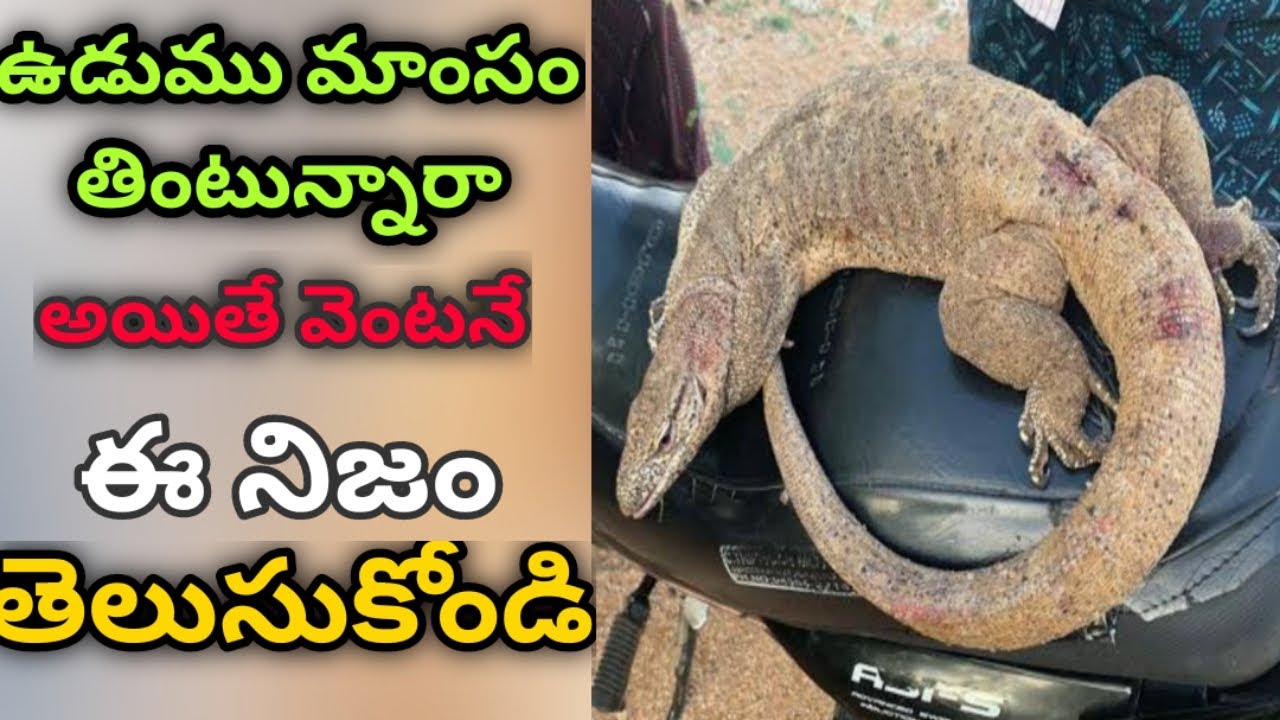 Is lizard meat beneficial for human health? - YouTube