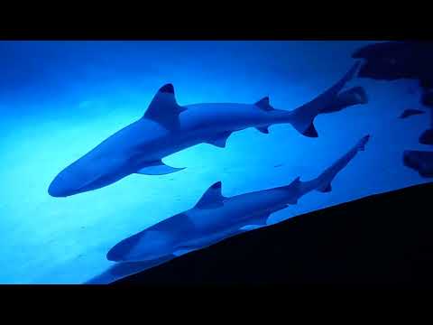 London Sea Life Sharks!!! - YouTube