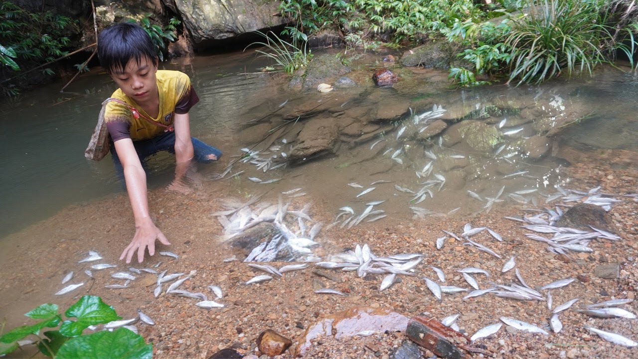 Orphan Boy Harvesting Fish To Sell - Catch Fish Use The Method of ...