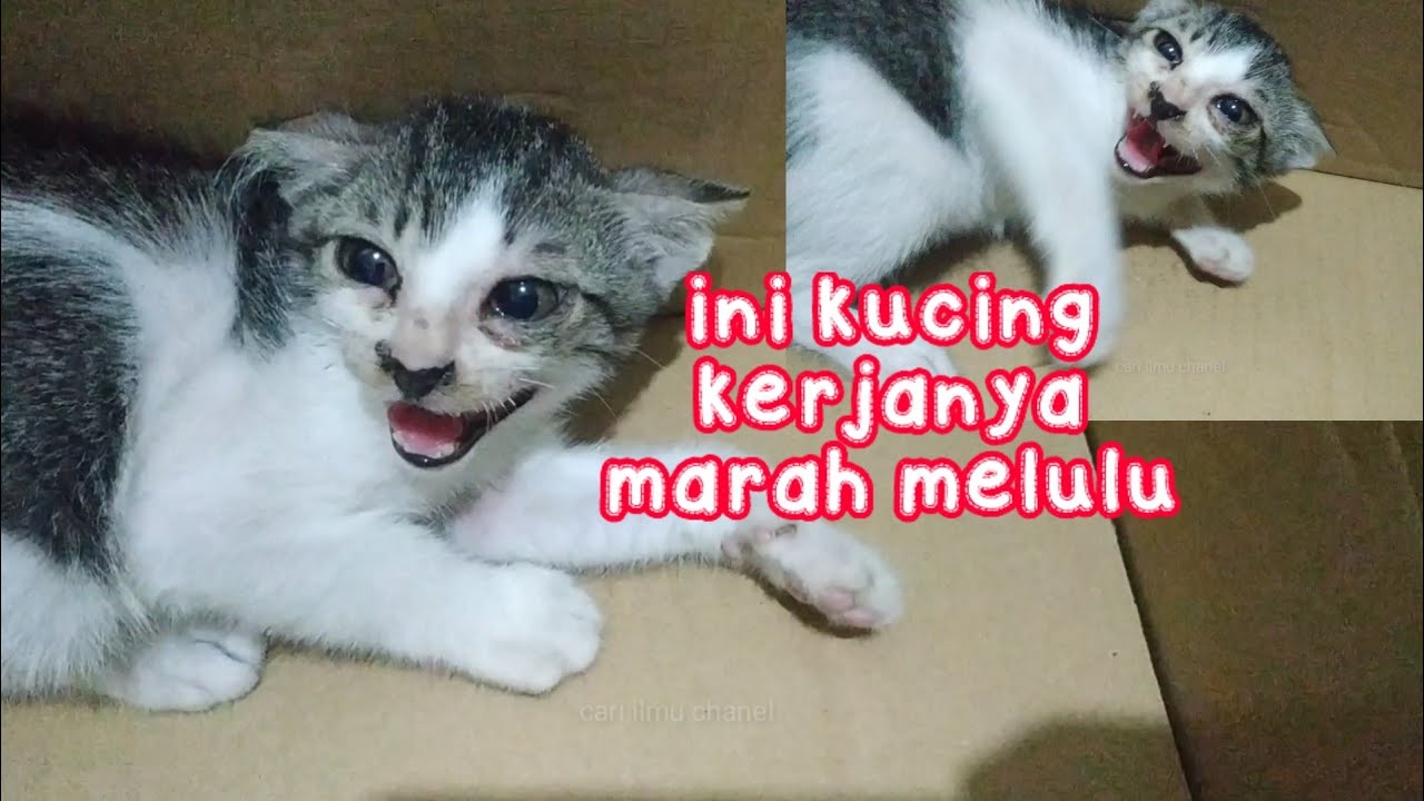 ANAK KUCING GALAK MARAH MARAH|KUCING GARANG - YouTube