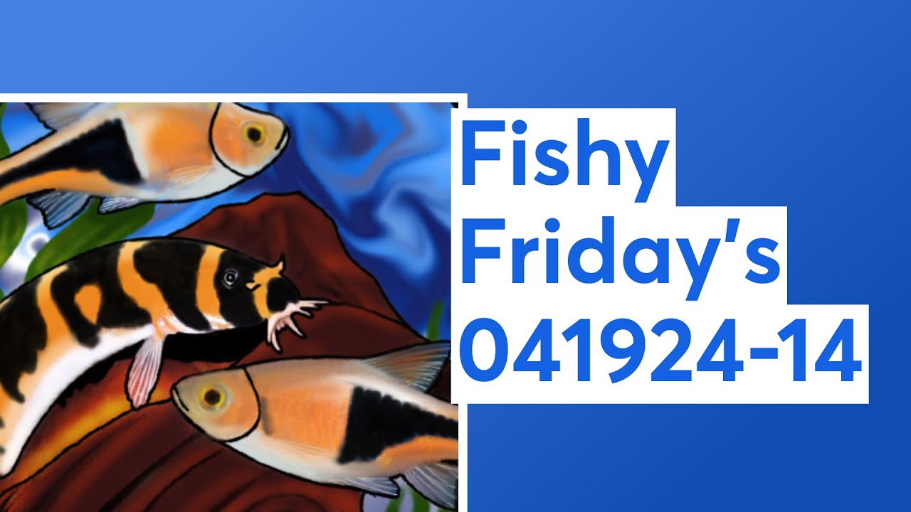 MyFishTanksAQuatics Fishy Friday's 041924-14 Fingers Crossed - YouTube