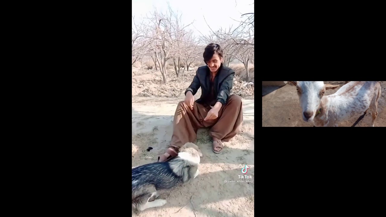 goat body language - YouTube