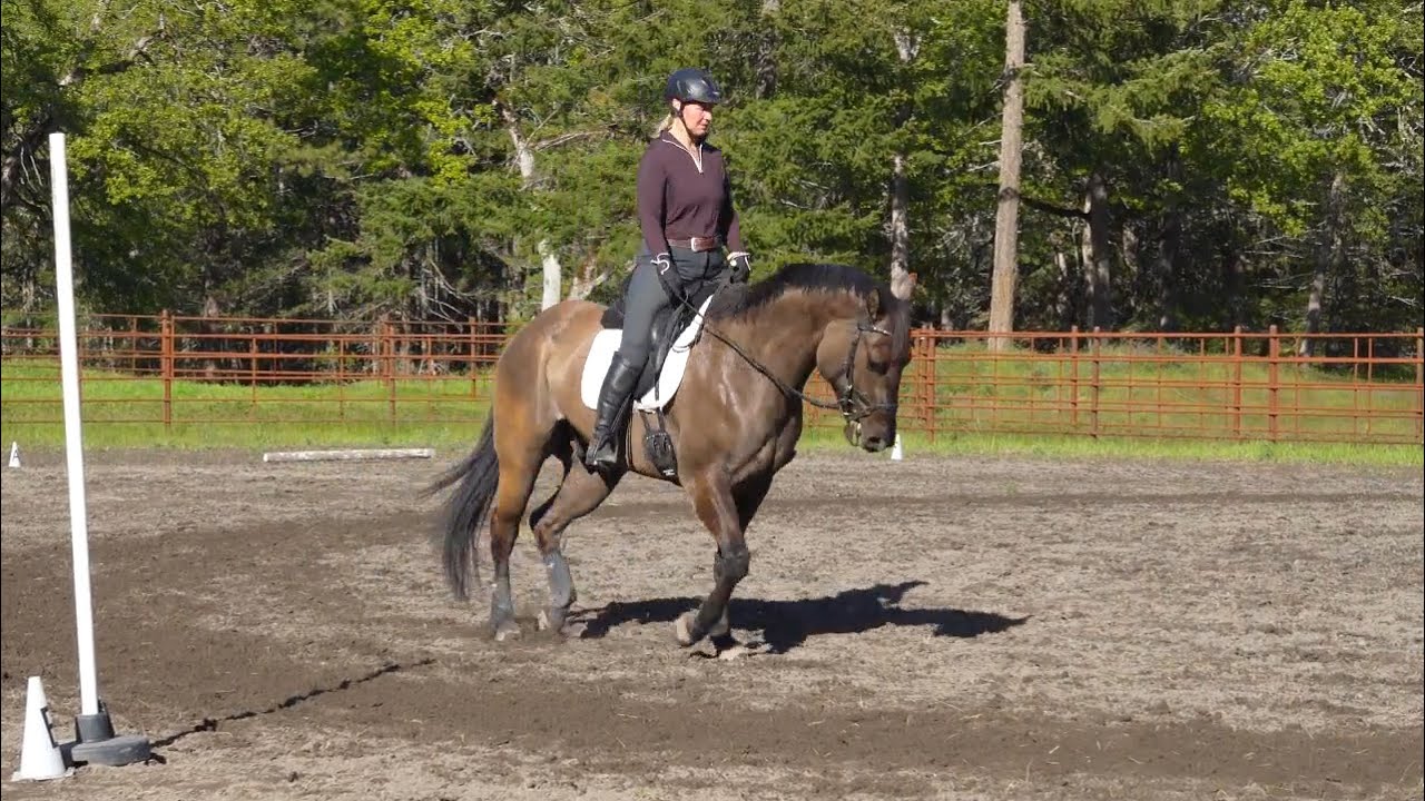 Exercise for your horse. In this video, Team roping head horse. - YouTube