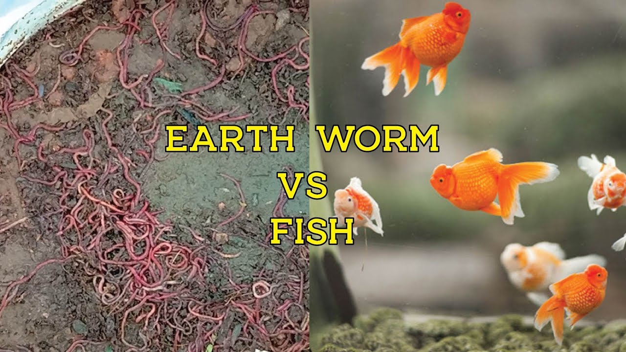 Earthworm vs Fish - YouTube