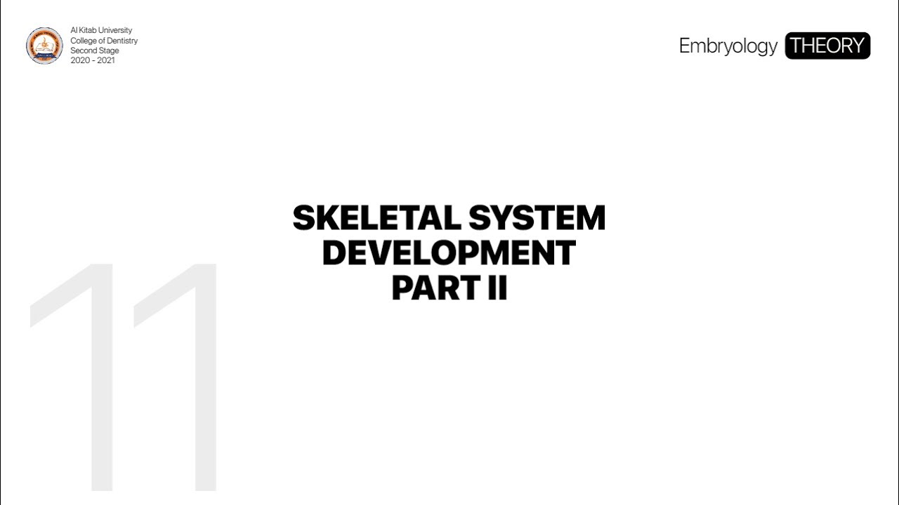 11. Skeletal System Development Part II | Embryology THEORY - YouTube