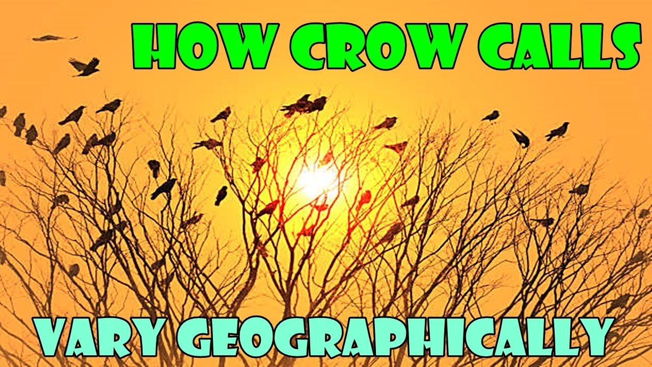 Crow Call to Attract Crows/Crow Sounds to Attract Crow/How Crow Calls ...
