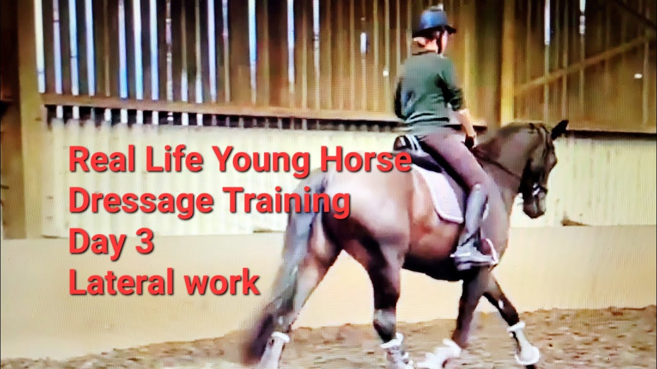 Day 3 of Lateral work - Real-Life Young Horse Dressage Training - YouTube