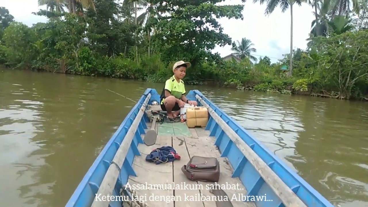 Mancing udang sungai pulau besing.. freshwater shrimp - YouTube