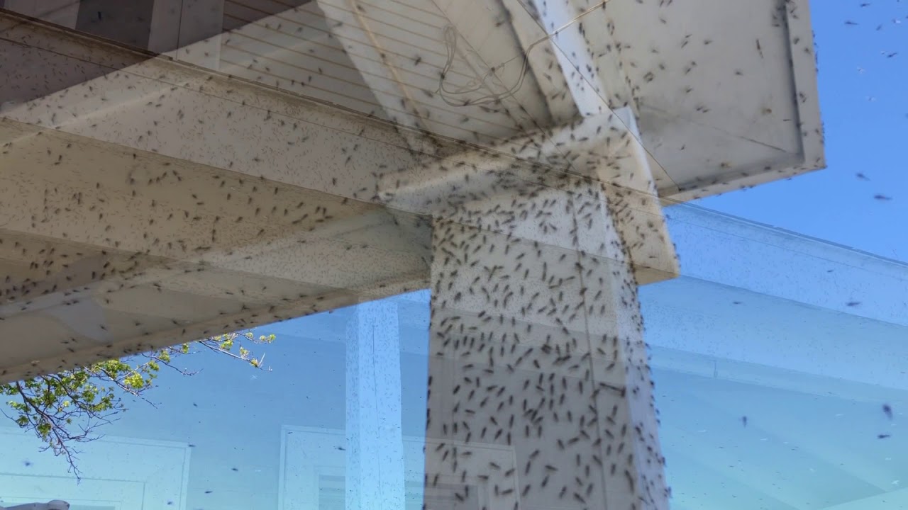 Midge Infestation on Straits Pond - YouTube