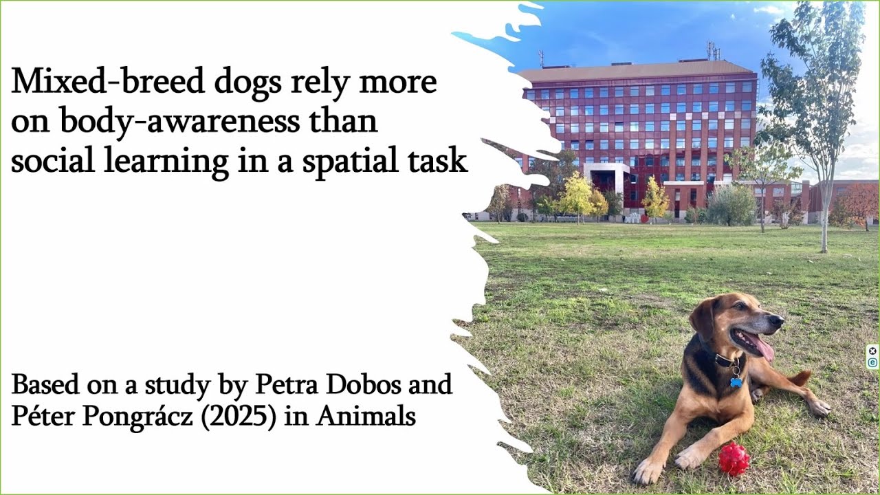Mixed-breed dogs rely more on body-awareness than social learning in a ...