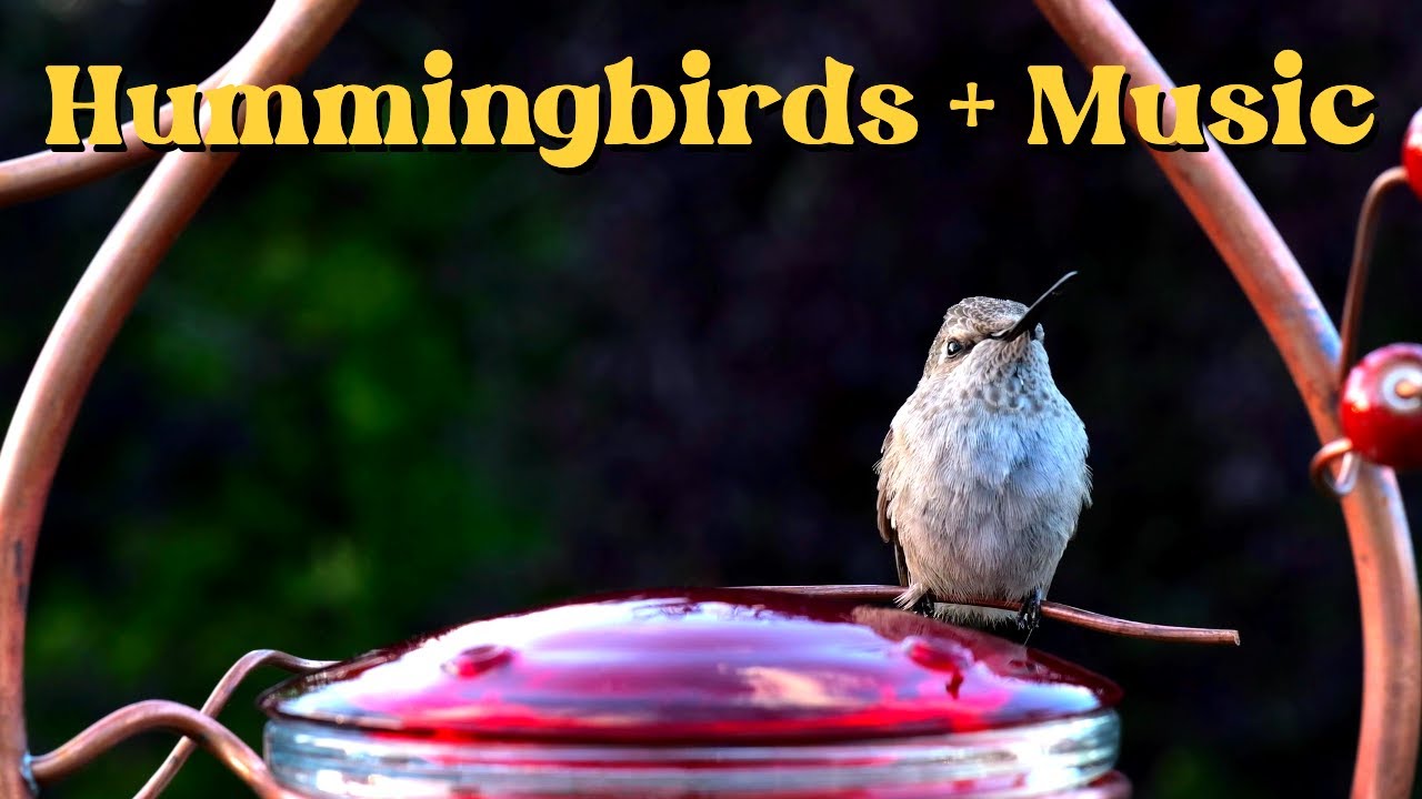 Hummingbirds at the Feeder (1 Hour Lofi Music) Vol. 4 - YouTube