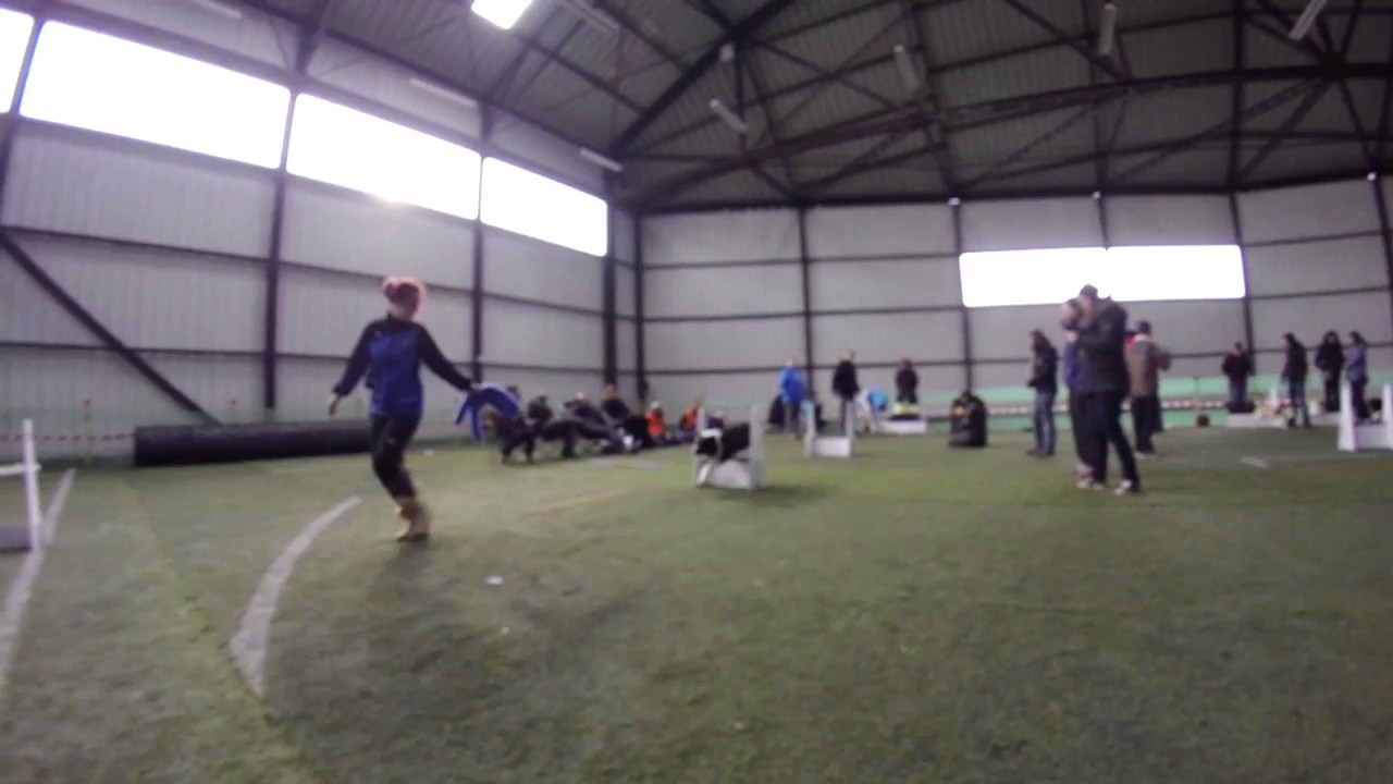 Séminaire Flyball Rocket Relay 2017 - YouTube