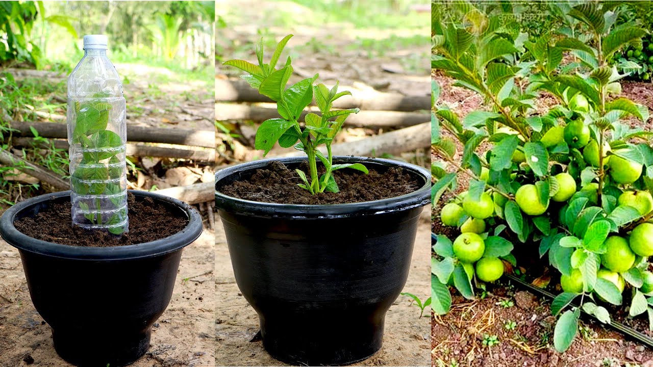 Smart Method Grafting Guava Tree Use Lemon , New experiment to Grafting ...