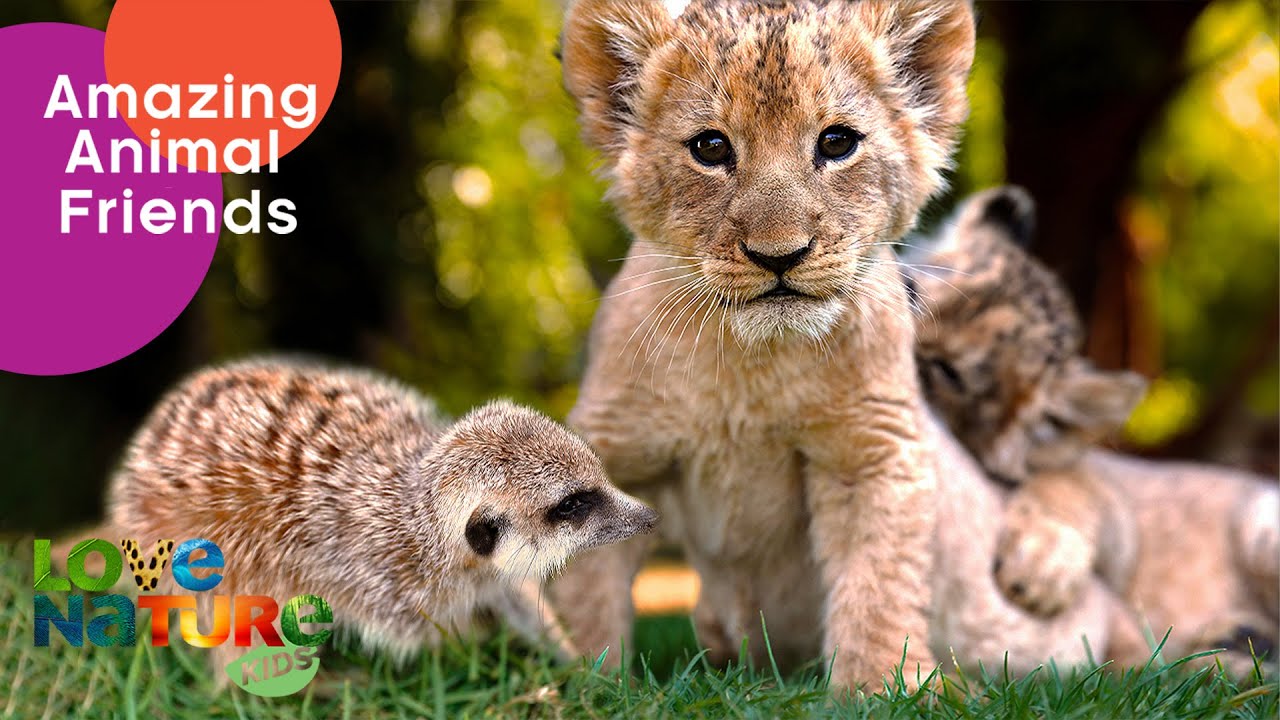 Surprising Animal Friends: Lion Cubs, Hyena, Meerkat, Turkey, Dog ...