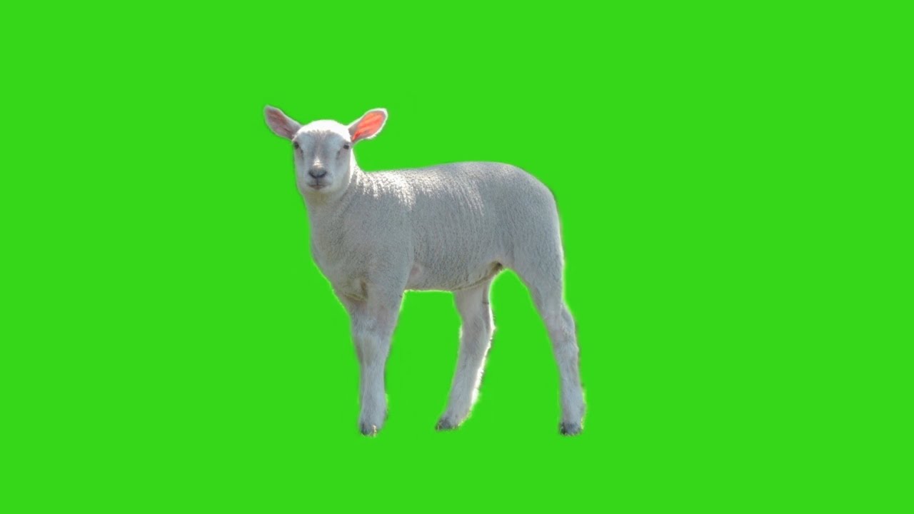 Goat in Green Screen Background Effect 4K - YouTube