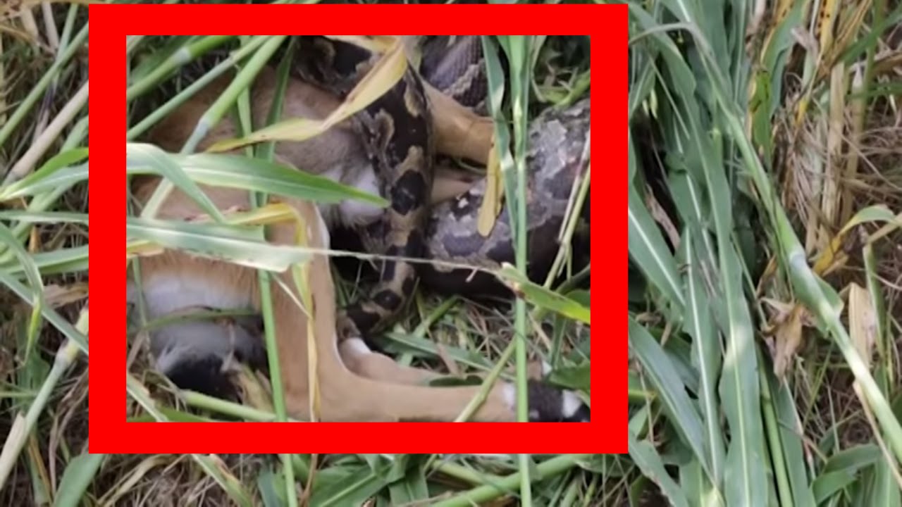 Azgar Snake Attacks Nilgai - Caught on Camera - YouTube