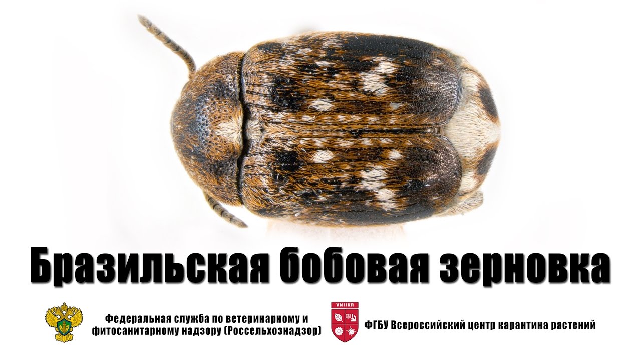 Бразильская бобовая зерновка (Zabrotes subfassiatus Boh.) - YouTube