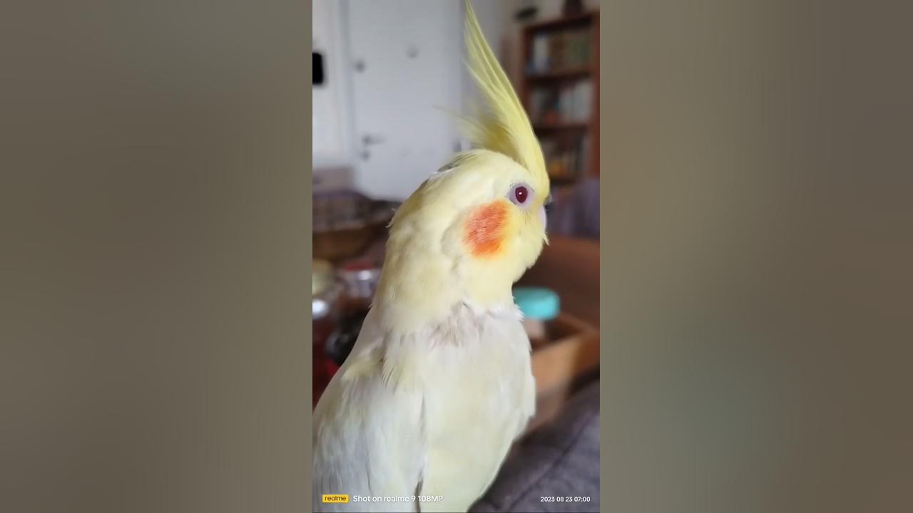 🐣cockatiel Lay Eggs Without A Mate Youtube