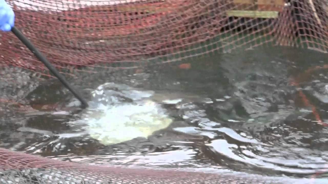 Small-scale Steelhead Trout Aquaculture in NH - YouTube