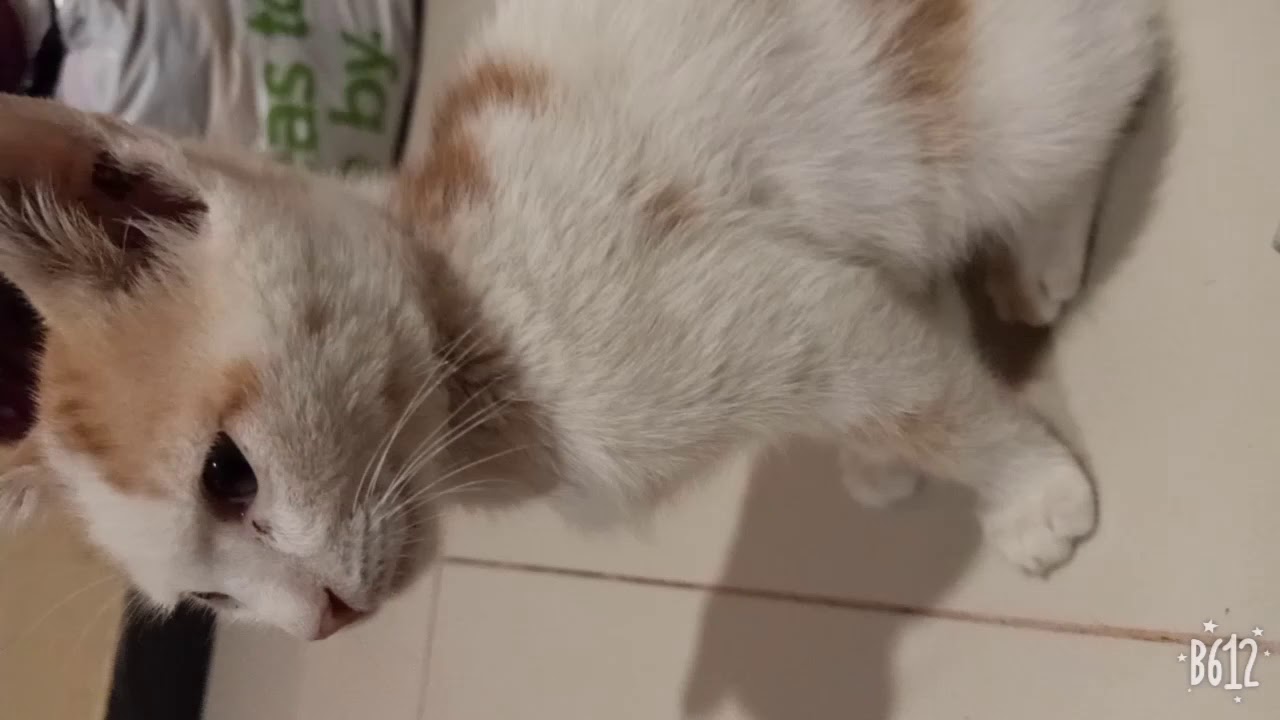 This is my kitten I have so many kittens🐈 - YouTube