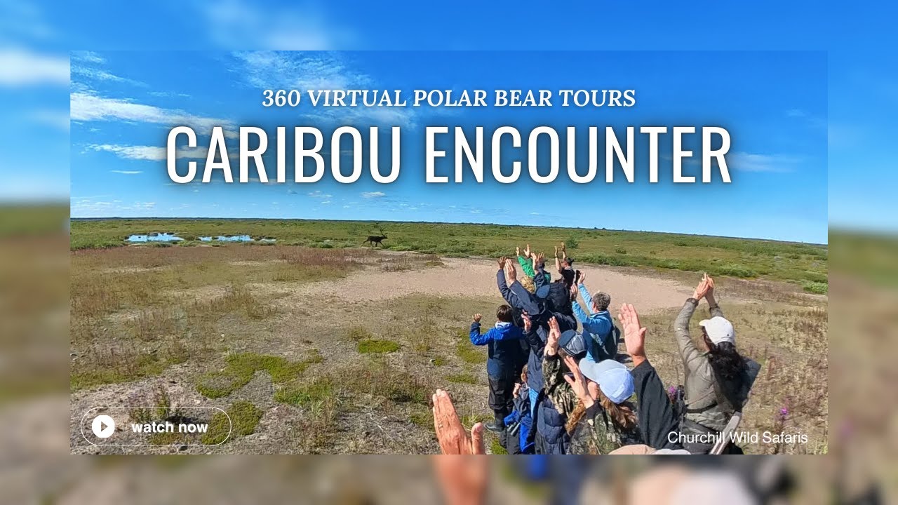 Rare Caribou Encounter | 360 Virtual Tours 4K - YouTube