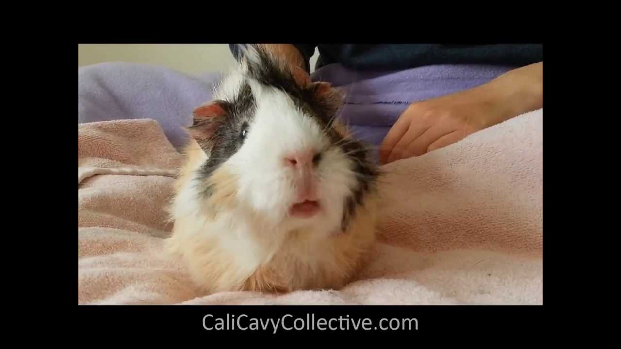 Guinea pig tricks: Paws up! - YouTube