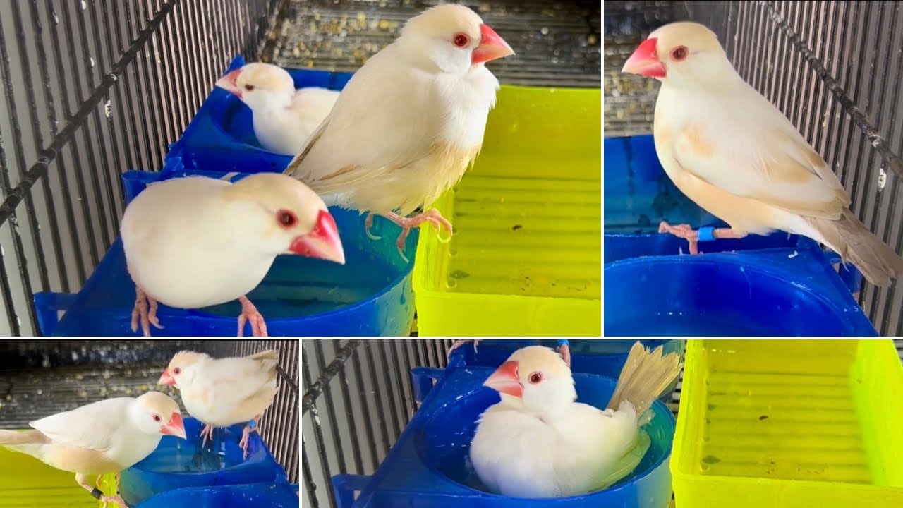 Aviary Daily | Pastel Fawn Java Sparrows Taking Bath | Java Sparrows Taking Shower | Relaxing ...