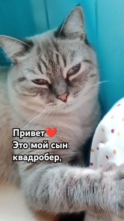 "Квадробер" в нормальной семье #cat #кот #котик - YouTube