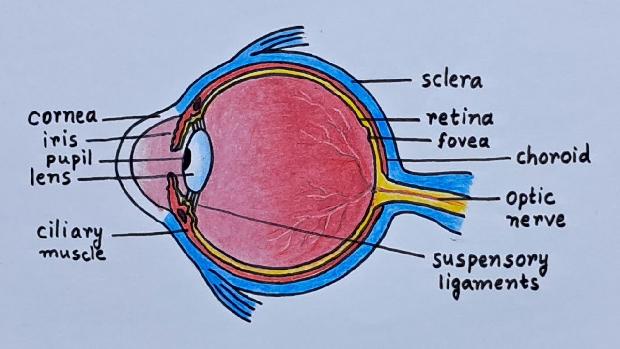 How to draw human eye diagram | Structure of human eye - YouTube