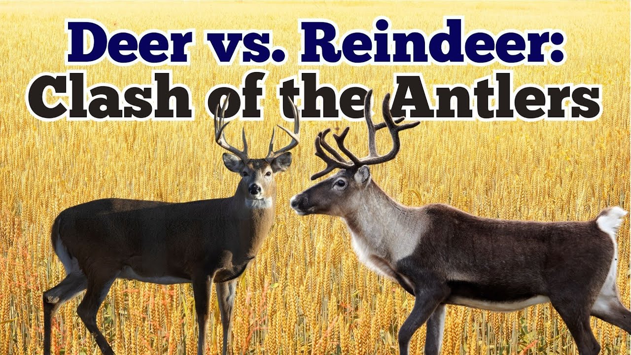 Deer vs. Reindeer: Nature’s Antlered Icons Face Off - YouTube