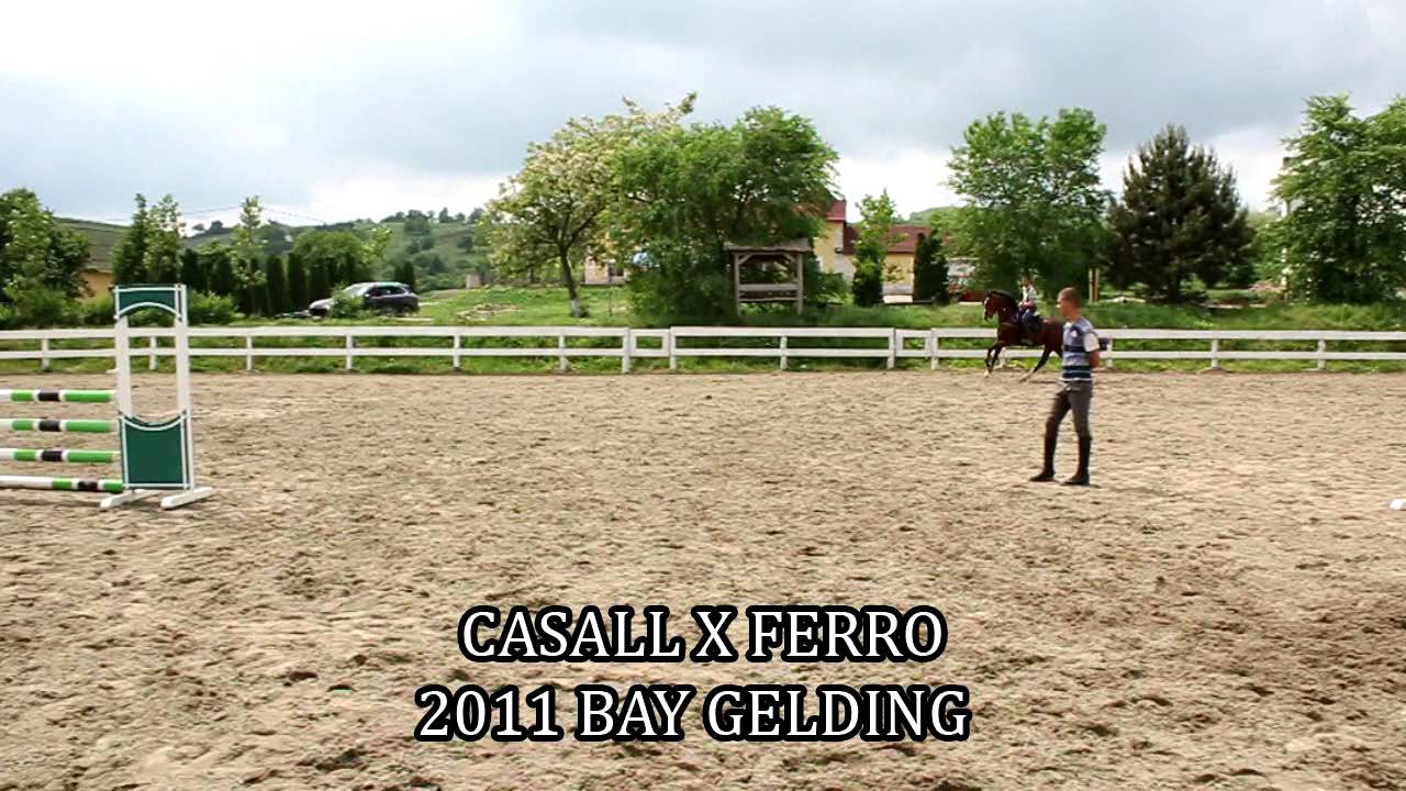 6.CASALL X FERRO/JUMPING HORSES FOR SALE - YouTube