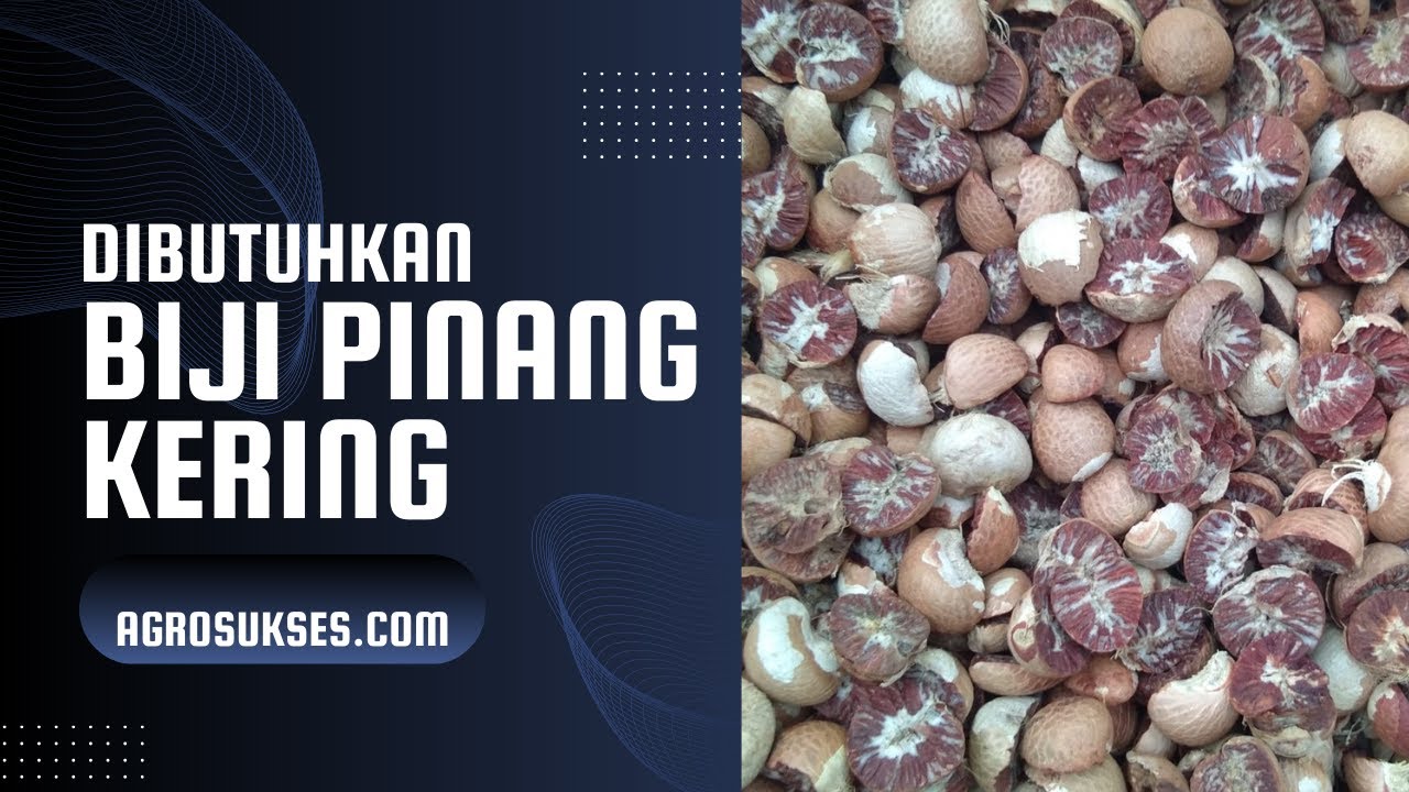 Permintaan Biji Pinang Kering dari Viet Nam - www.agrosukses.com - YouTube