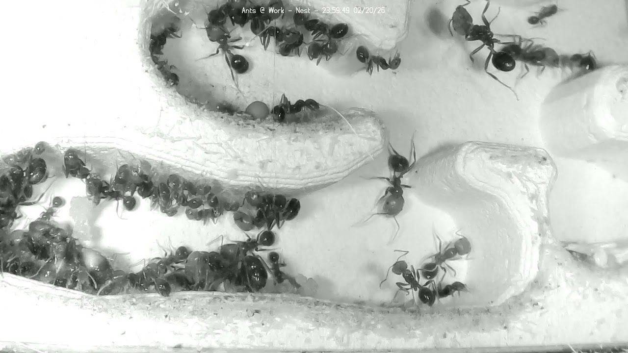 🔴 Ants at Work - Nest - Day 1946, Messor Barbarus Ants Live Webcam, Ant ...