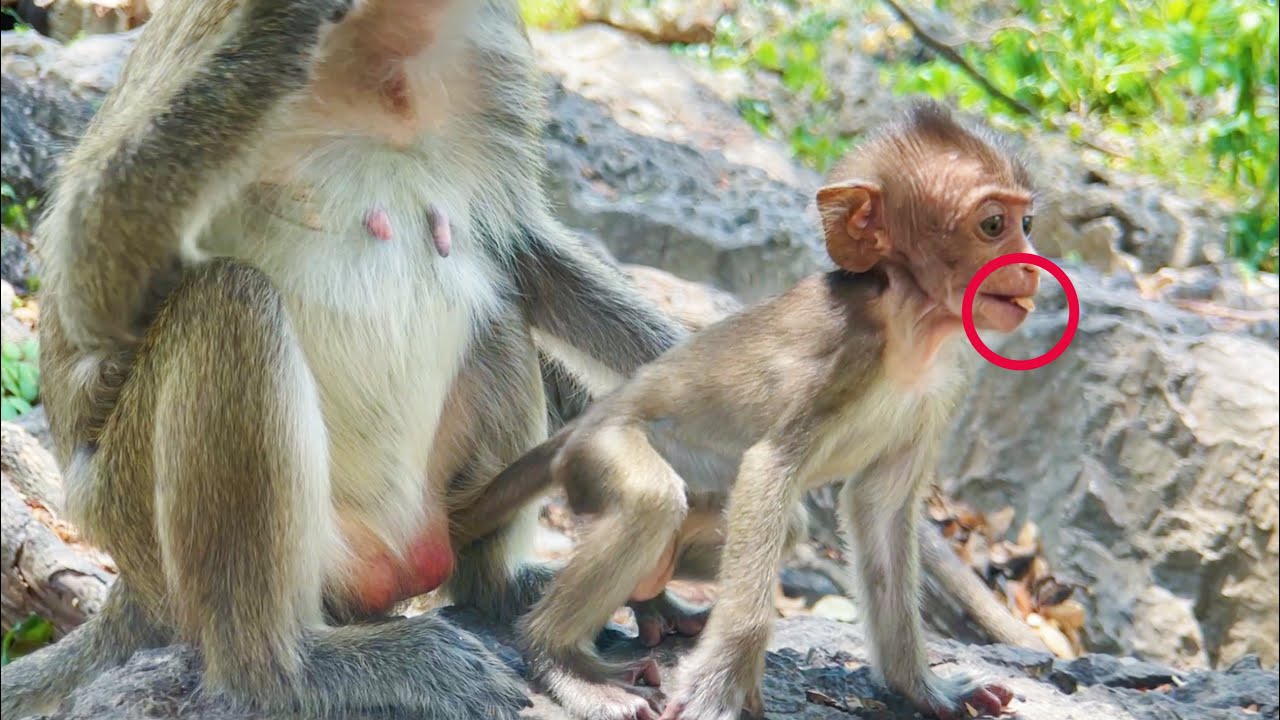 Small baby and mom monkey like eating.....| the best food for monkeys ...