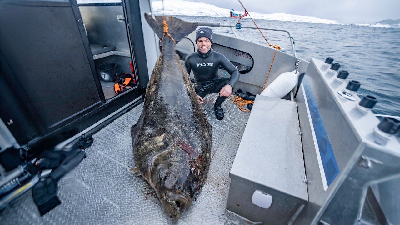 A big fish in a cold place - Giant Halibut in Arctic Norway Spearfishing - YouTube