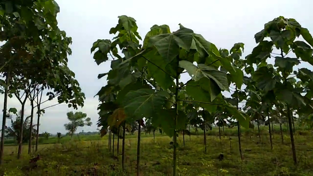 Cara Tanam dan Merawat Pohon Balsa - YouTube