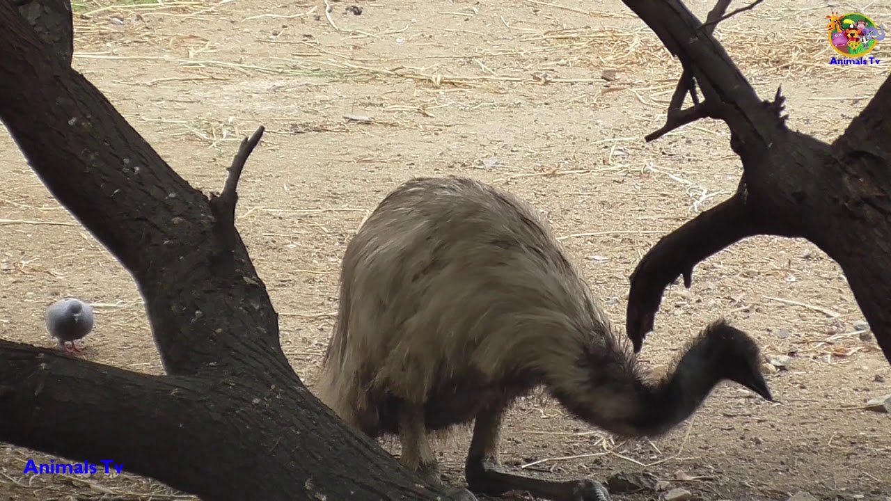 Emu Drinking Water ! - YouTube