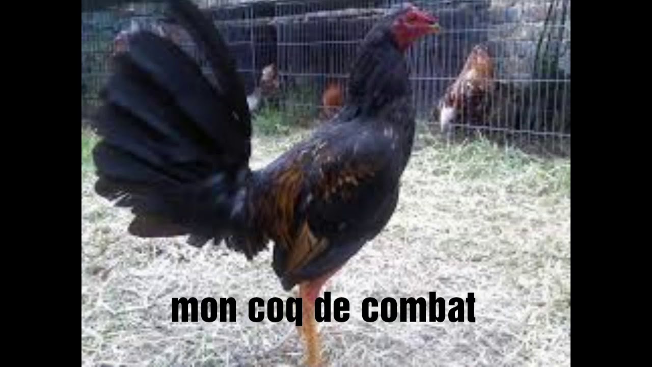 Coq de combat - YouTube