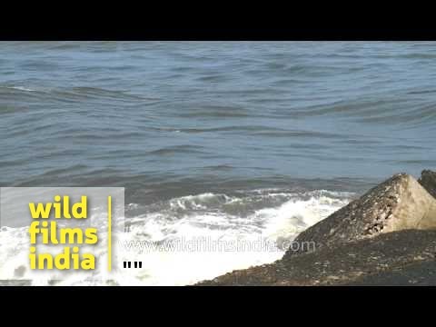 Neendakara Port - Famous fishing harbour in Kollam, Kerala - YouTube