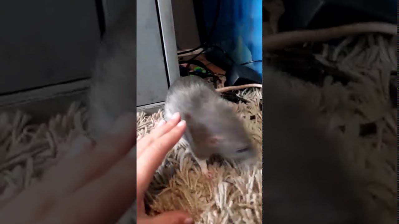 My rat getting scared of a fart - YouTube