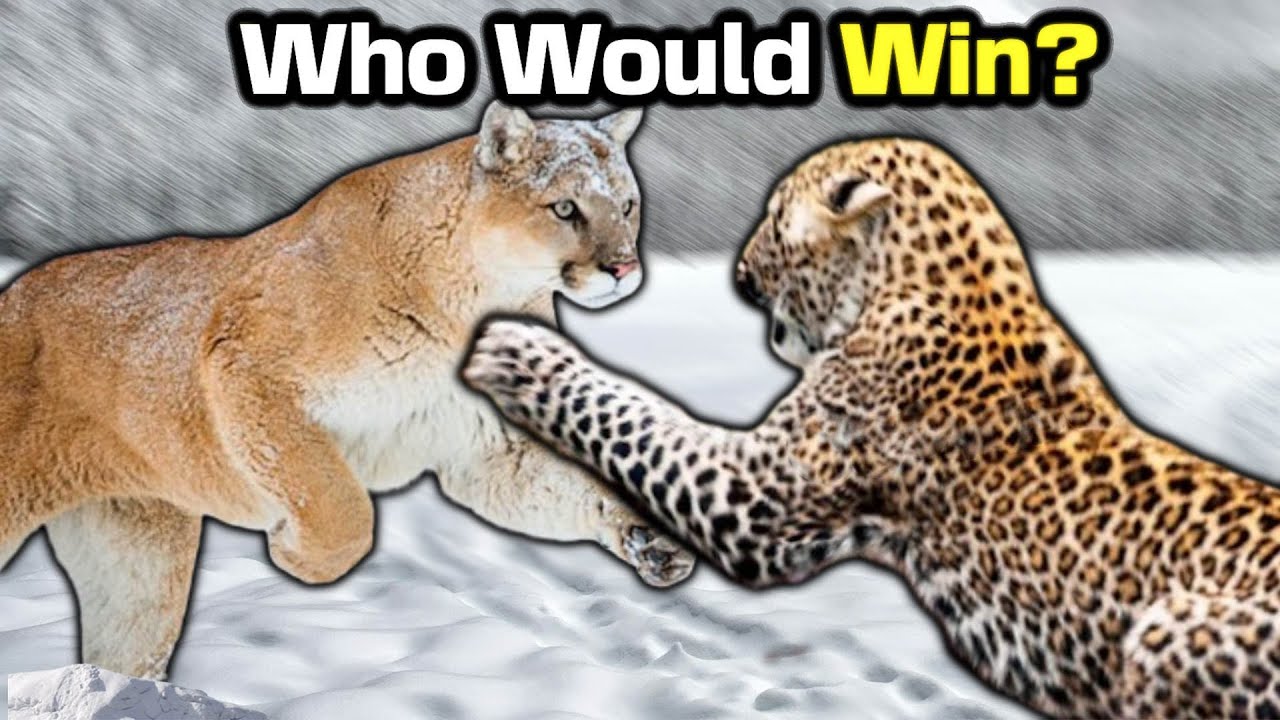 LEOPARD vs COUGAR - Who Wins? - YouTube