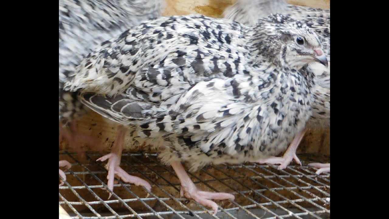 Falb Fee Quail, Pansy Fee Quail and Golden Quail Updates - YouTube
