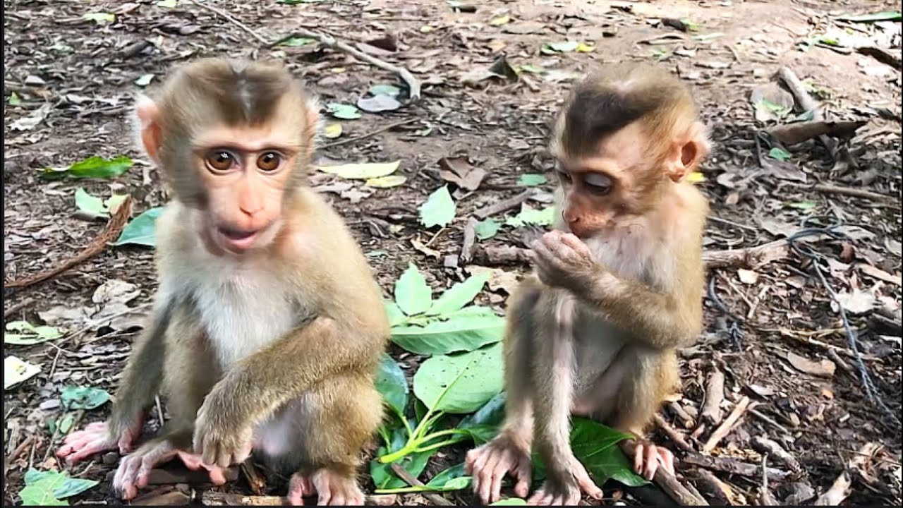 Monkey Zuri vs MiLa are fit A partner to walking and Live Coz they ...