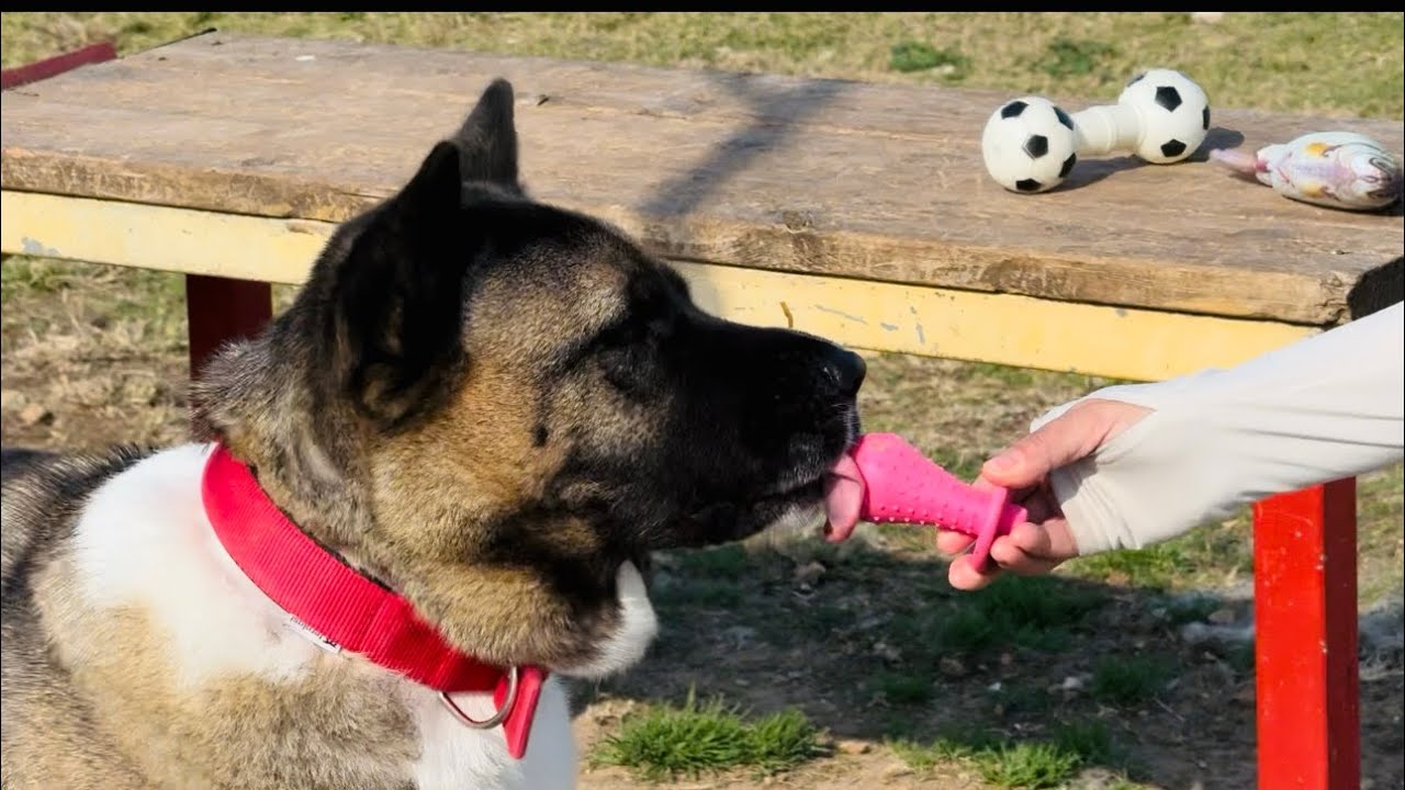 Side-Splitting Fun on the Dog Playground-Friendly Akita - YouTube
